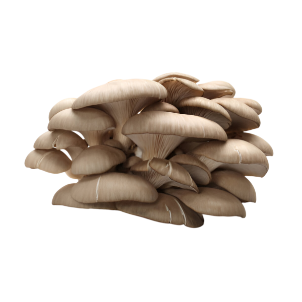 Cogumelo Pleurotus 150gr